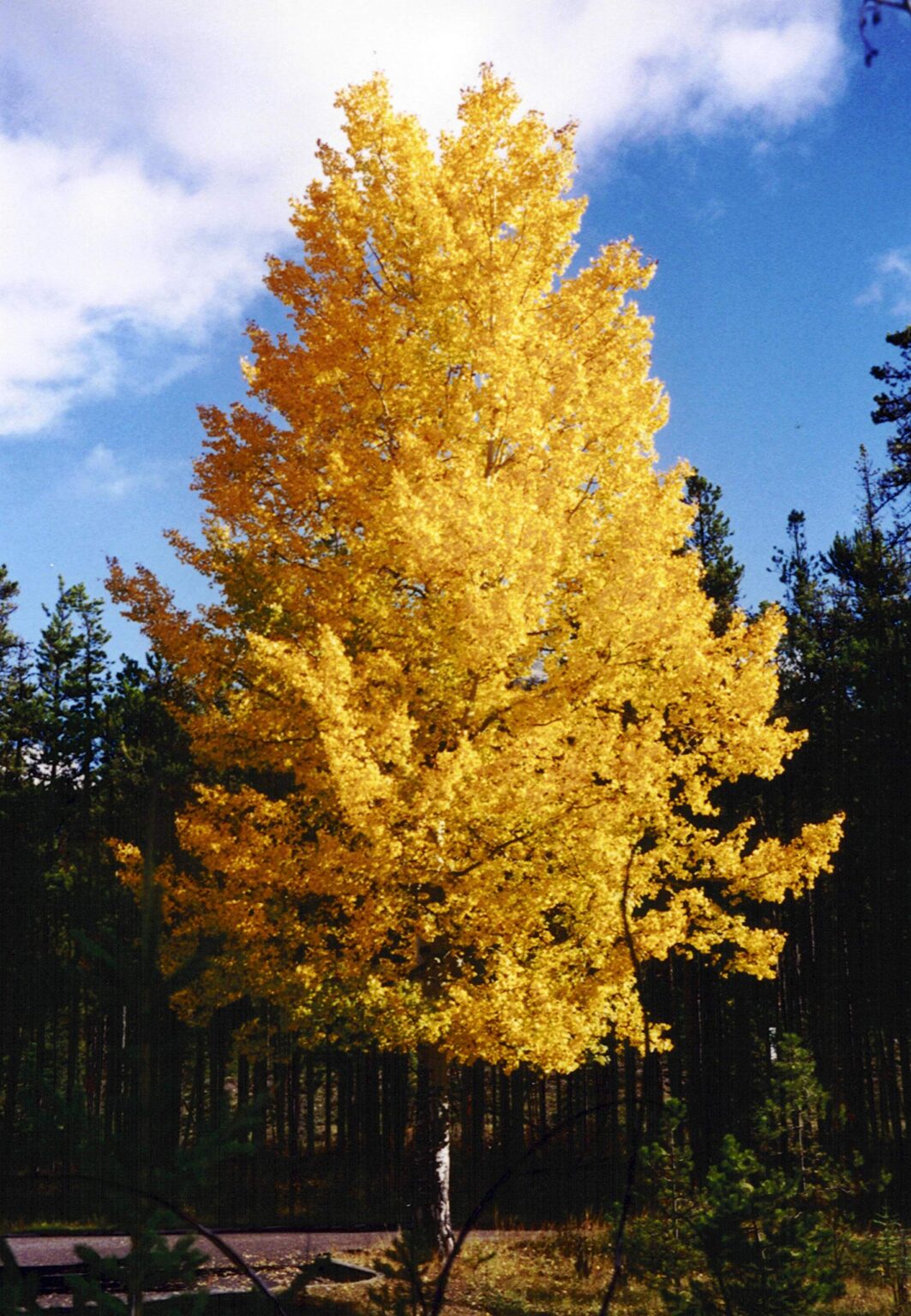 Why Tulip Poplars Lose Their Leaves in Late Summer - Truetimber Arborists